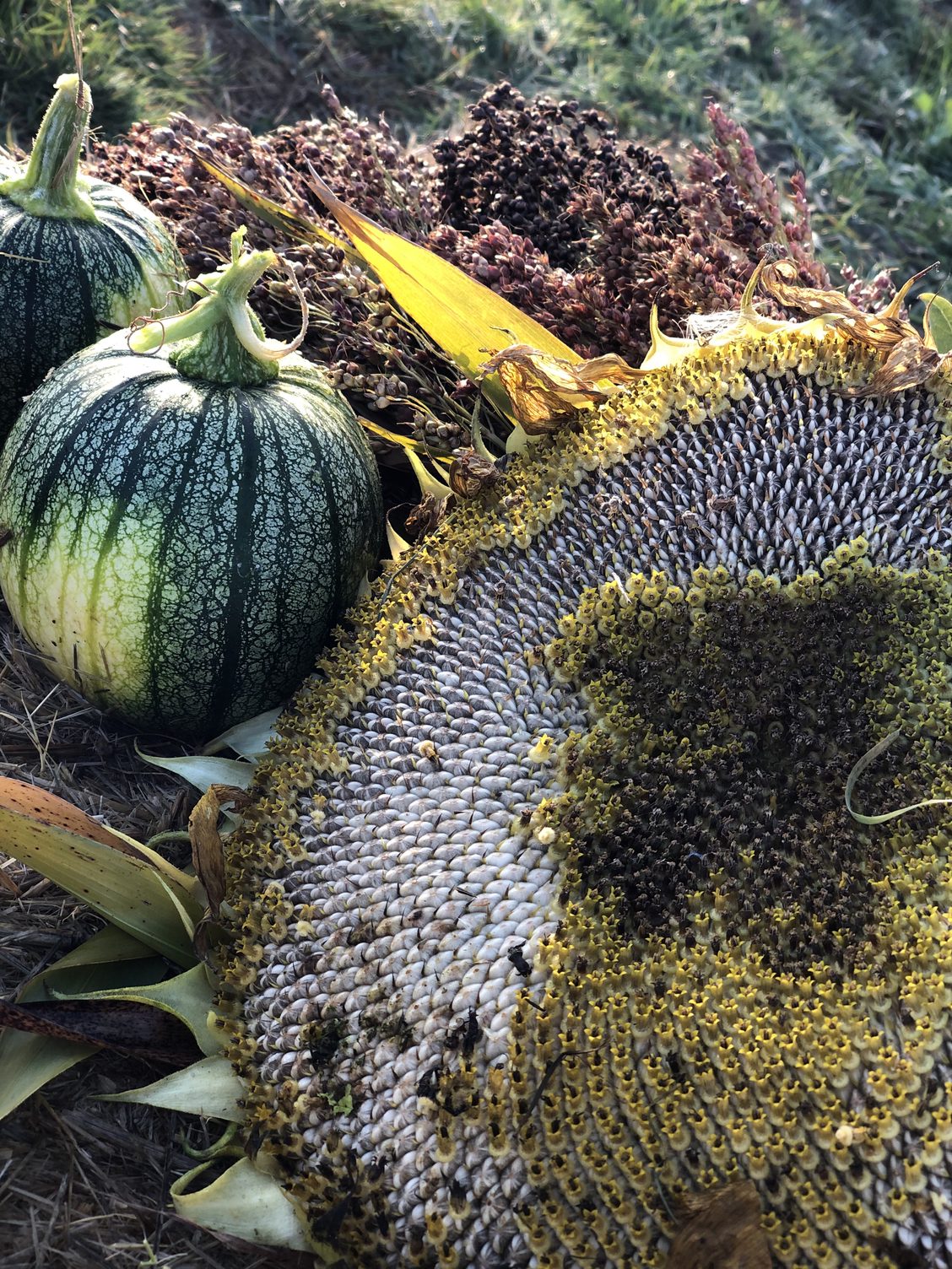 WEEKLY EVENTS OCTOBER 29TH-NOVEMBER 4TH, 2021 - At Home in Humboldt